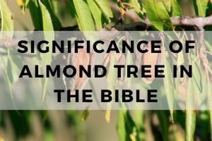 Understanding the Significance of the Almond Tree in the Bible - TRUST ...